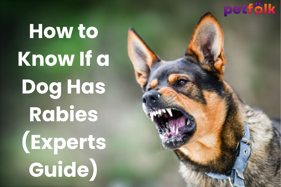 How to Know If a Dog Has Rabies (Experts Guide) – Petfolk